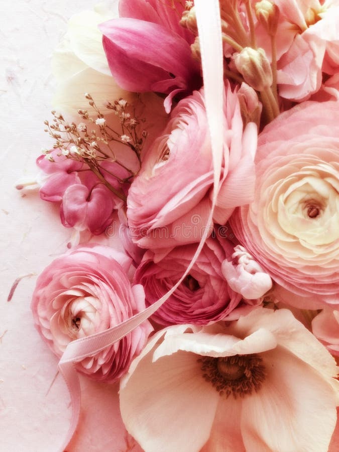 Fleurs De Ressort Aux Nuances Roses Photo stock - Image du féminin ...