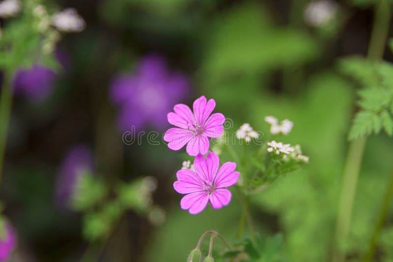 Fleurs de rose sauvage photo stock. Image du fermer, horizontal - 31012918