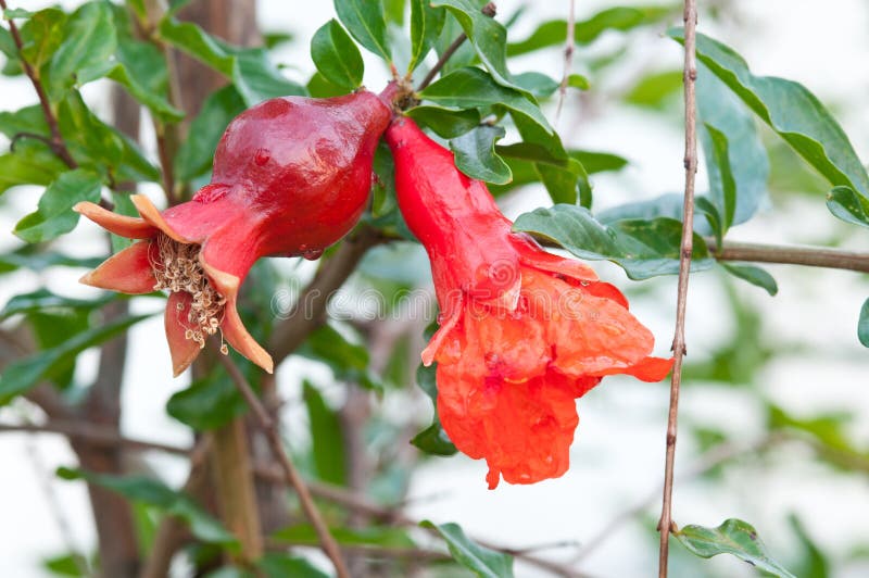 Fleurs de rouge de grenat image stock. Image du fleurs - 29522725