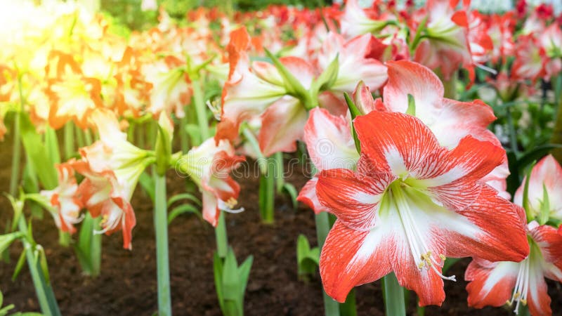 Fleurs Rouges De Hippeastrum Amaryllis Image stock - Image du fond ...