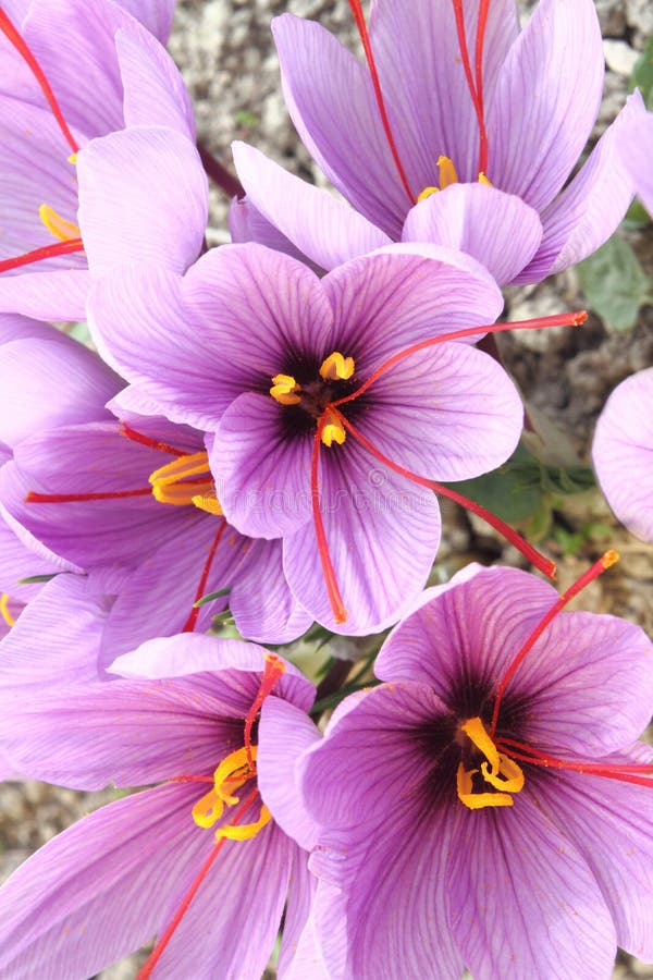 Fleurs de safran de safran image stock. Image du floral - 21829635