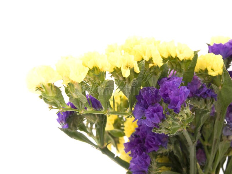 Fleurs De Statice - Limonium Sinuatum Photo stock - Image du fleur ...