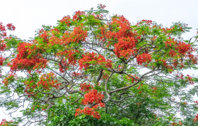 Arbre de tamarinier photo stock. Image du lames, maturation - 48850178