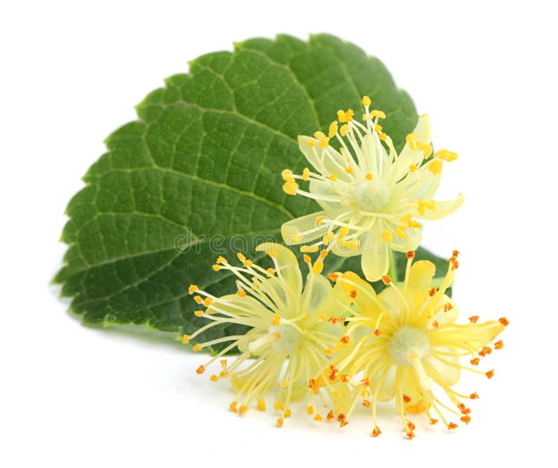 Fleurs de tilleul photo stock. Image du herbe, fruits - 41281612