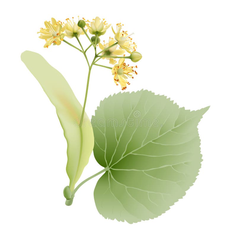 Fleurs de tilleul illustration de vecteur. Illustration du ingrédient ...