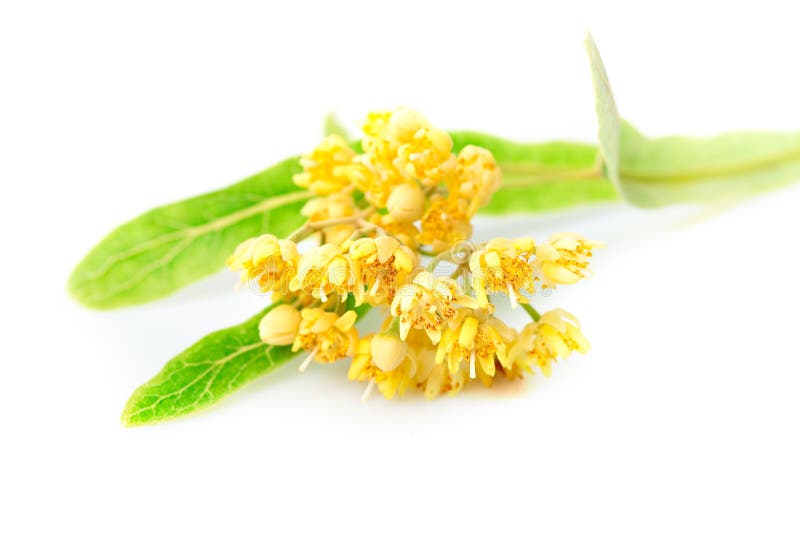 Fleurs de tilleul image stock. Image du centrale, fleur - 9903831