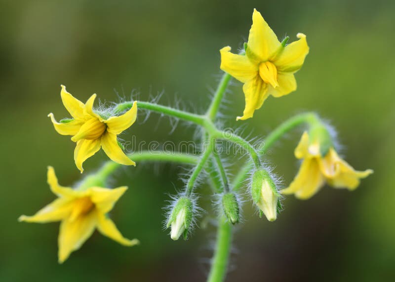 Fleurs de tomate photo stock. Image du organique, fleurs - 36880262