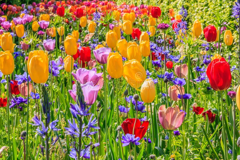 Fleurs De Toutes Les Couleurs Partout Photo stock - Image du fleurs ...
