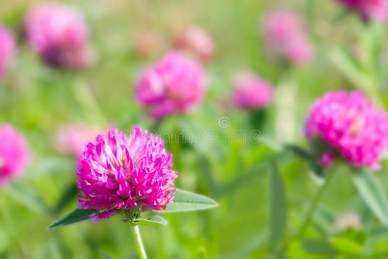 Trèfle Violet Pour Le Thé, Pratense De Trifolium Image stock - Image du ...
