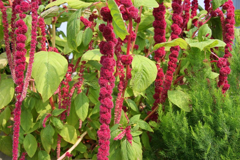 Fleurs de vulpin photo stock. Image du fleur, vert, fond - 15656190
