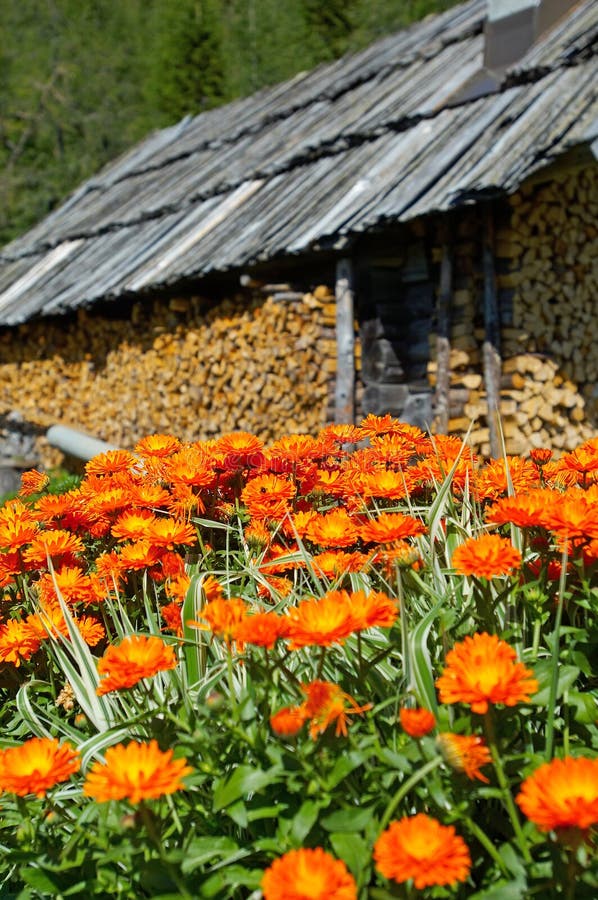 Fleurs Devant Le Hou En Bois Image stock - Image du firewood, couleur ...