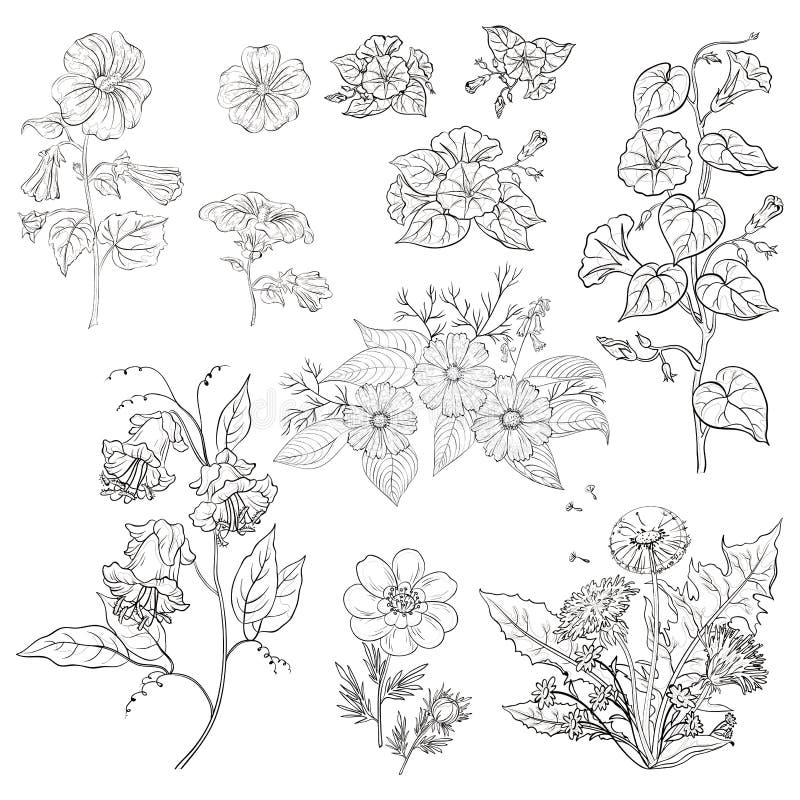 Contour De Vecteur De Fleurs Illustration Stock - Illustration du ...