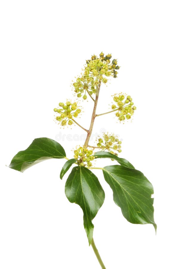 Fleurs Et Feuilles De Lierre Image stock - Image du feuillage, arbre ...