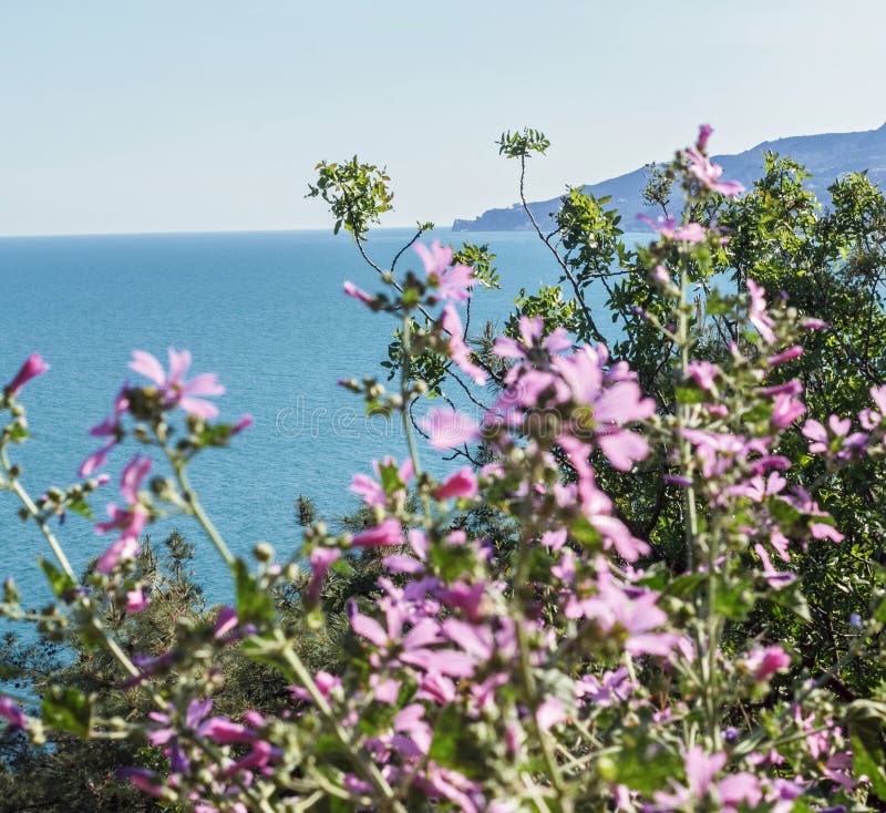 Fleurs de rose de mer photo stock. Image du rose, fleurs - 1471420