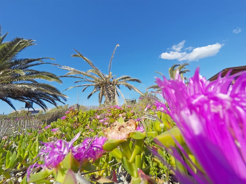 Fleurs Et Palmiers Roses Par Le Rivage D'Alghero Photo stock - Image du ...