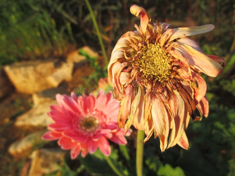 Fleurs Fanées De Marguerite De Gerbera Photo stock - Image du centrale ...