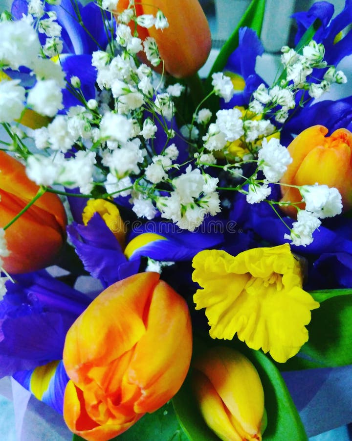 Fleurs, Flowers, Spring, Yellow, Spray Stock Photo - Image of spring ...