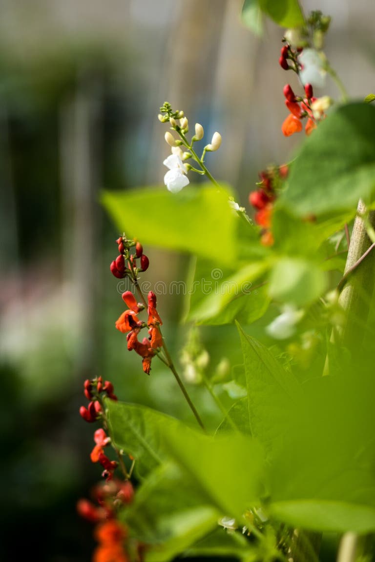 Fleur Et Fruit Stock Photos - Free & Royalty-Free Stock Photos from ...