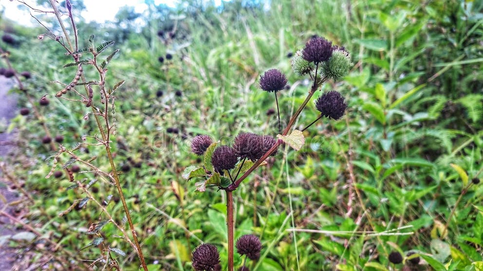 Fleurs Herbe Fleur Timide Princesse Photo stock - Image du repère ...