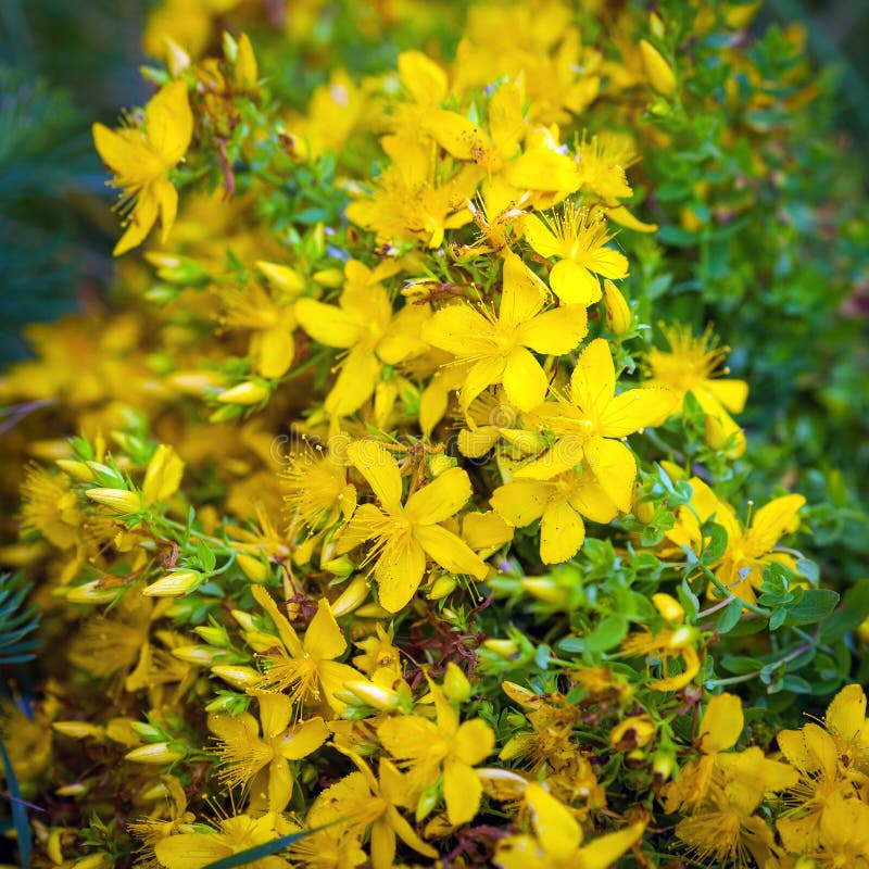 Fleurs du Johns-moût de St image stock. Image du moût - 56171669