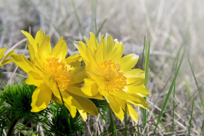 Fleurs Jaunes Des Vernalis D'Adonis Photo stock - Image du saison, zone ...