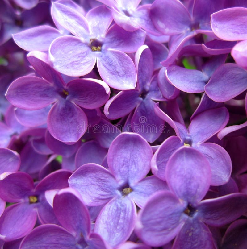 Fleurs lilas image stock. Image du jardin, fleurs, composition - 91272495