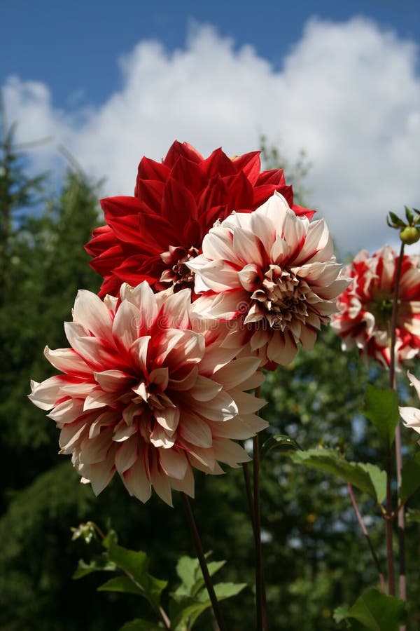 Fleurs magnifiques image stock. Image du verticale, dahlia - 11749941