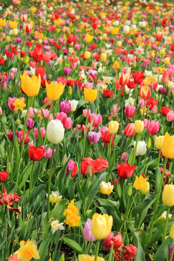 La Tulipe Multicolore Met En Place Dans La Province Du Nord Des Pays ...