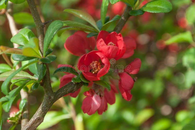 Fleurs De Coing Japonais (Chaenomeles) Sur L'arbuste Image stock ...