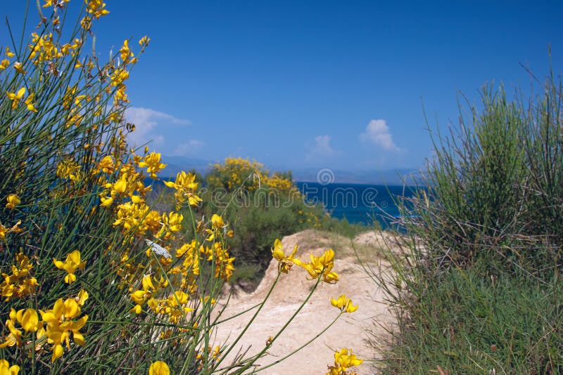 88 Fleurs Jaunes Bord De La Mer Photos libres de droits et gratuites de ...