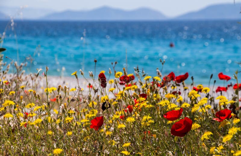 Fleurs Par La Mer Plage De Kineta, Grèce Image stock - Image du pavots ...