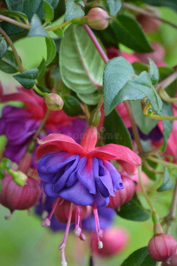 Fushia Photos Stock - Téléchargez 105 Photos libres de droits