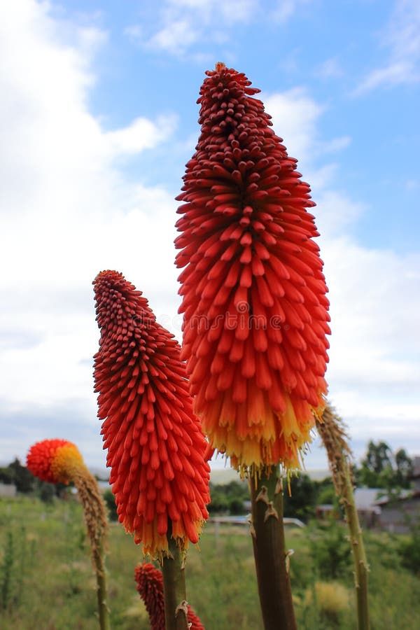 Fleurs rares image stock. Image du jardin, flore, fleurs - 47565493