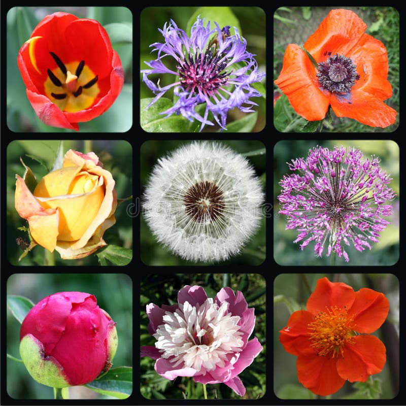 Fleurs rondes photo stock. Image du pissenlit, tulipe - 12905184