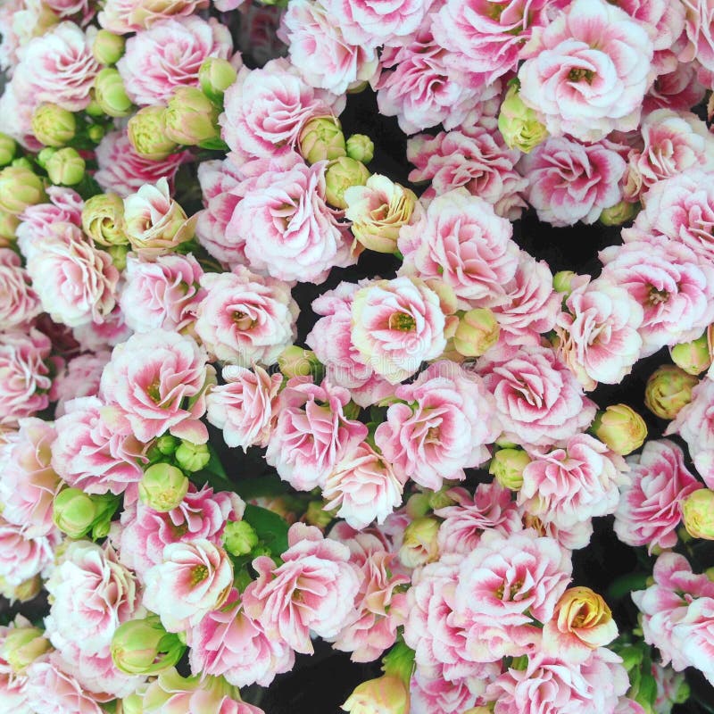 Fleur Rose-clair De Dahlia D'isolement Sur Un Fond Blanc Photo stock ...