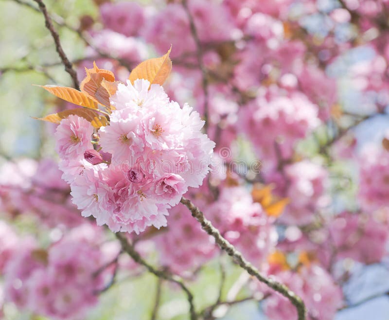 Fleurs Roses Dans Le Printemps Photo stock - Image du branchement ...