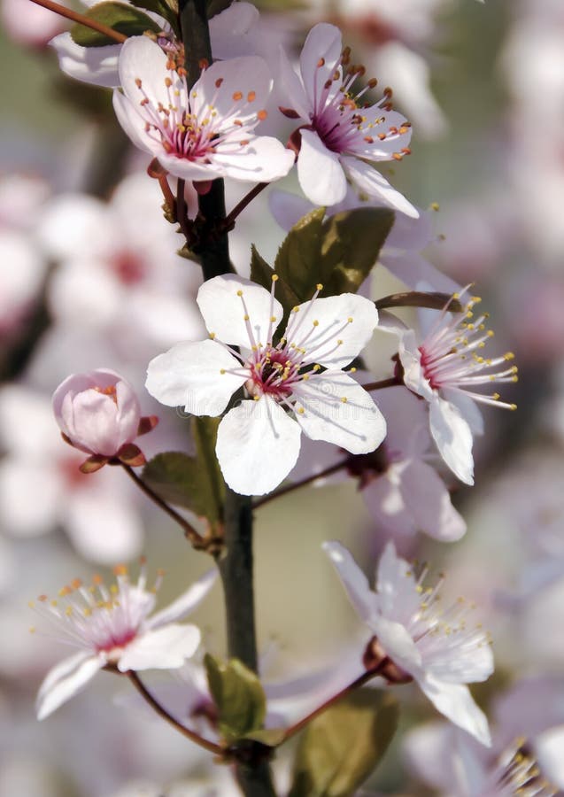 Fleurs Roses De Cerasifera De Prunus Photo stock - Image du floraison ...