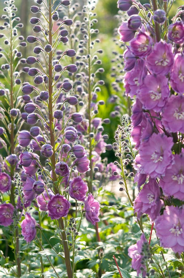 Fleurs Roses De Delphinium Dans Le Jardin Photo stock - Image du flou ...