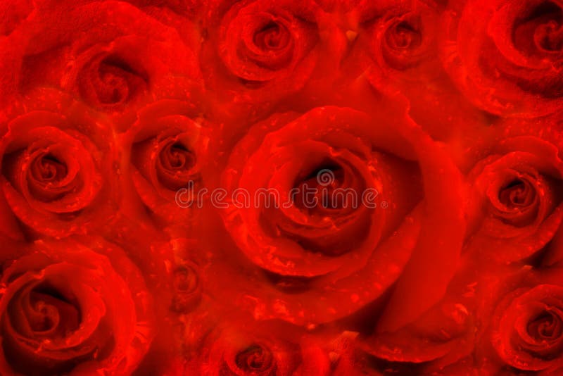 Fleurs Roses De Fond, Passion Rouge Photo stock - Image du grunge ...