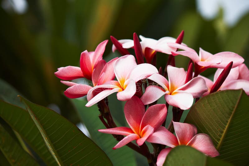 Fleurs roses de Frangipani image stock. Image du milieux - 27398865