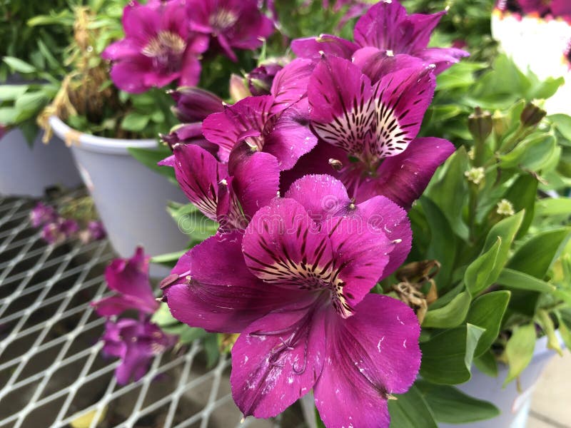 Fleurs roses de Tamara photo stock. Image du couleur - 150282860