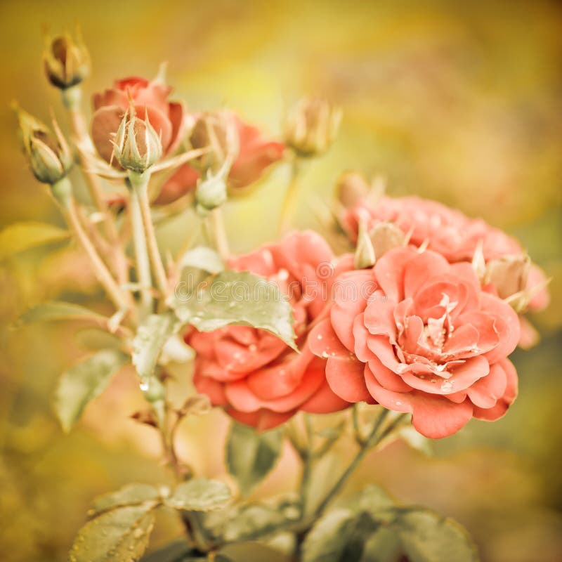 Fleurs Roses Romantiques Abstraites De Roses Photo stock - Image du ...