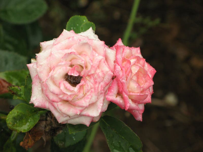 13,876 Roses Rose Clair Photos libres de droits et gratuites de Dreamstime