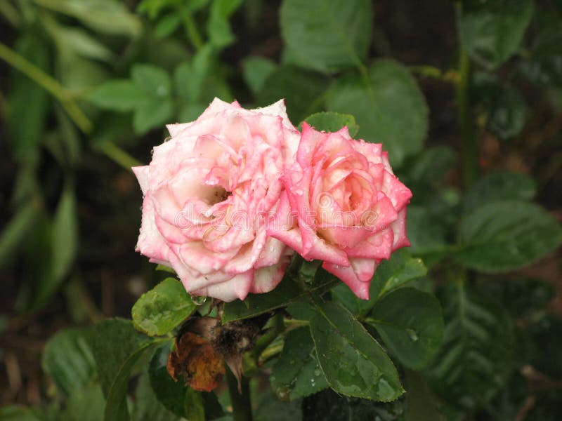 15,588 Roses Rose Clair Photos libres de droits et gratuites de Dreamstime