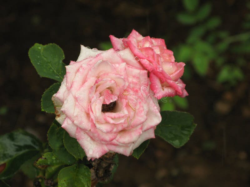 13,876 Roses Rose Clair Photos libres de droits et gratuites de Dreamstime