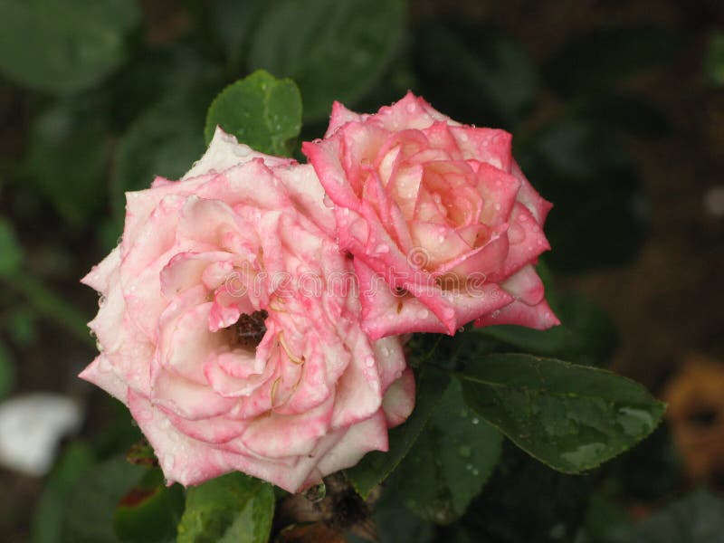 13,876 Roses Rose Clair Photos libres de droits et gratuites de Dreamstime