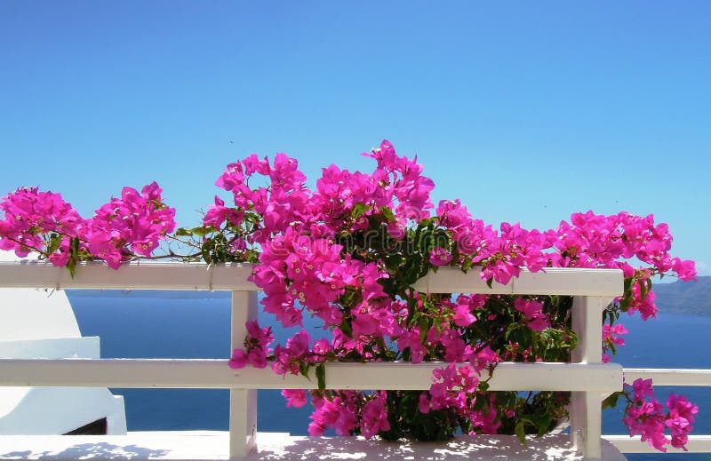 Fleurs de rose de mer photo stock. Image du rose, fleurs - 1471420