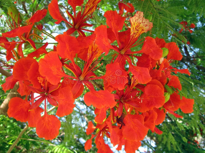 L'acacia Rouge De Floraison Photo stock - Image du floral, décoratif ...