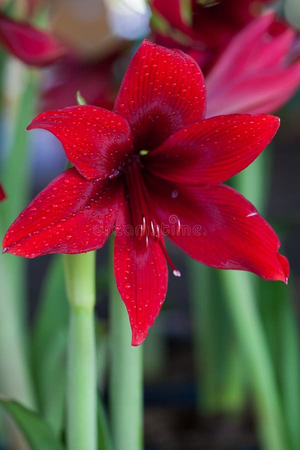 Fleurs Rouges De Fleur D'Amaryllis Dans Le Printemps Image stock ...