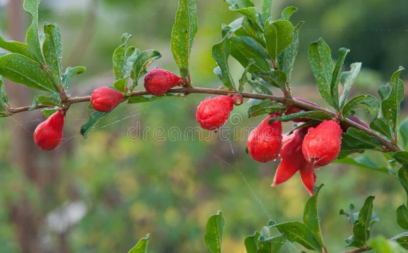 Fleurs de rouge de grenat image stock. Image du fleurs - 29522725